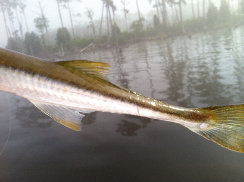 Pamlico River Tar River Mixed Bag - Eastern NC Fishing Guide