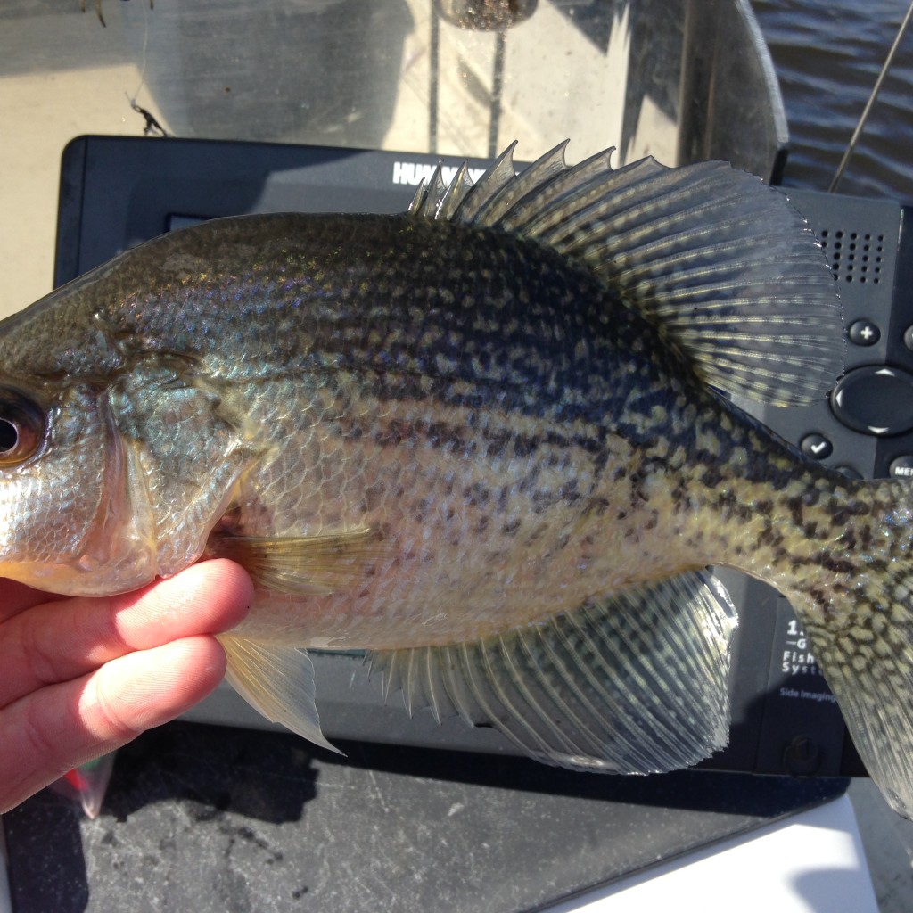 Speckled Perch - Eastern NC Fishing Guide