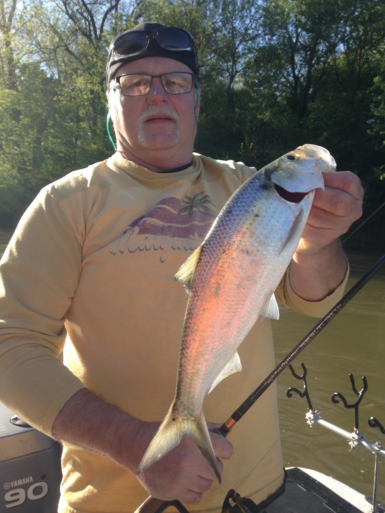 Last Few Shad of the Spring - Eastern NC Fishing Guide