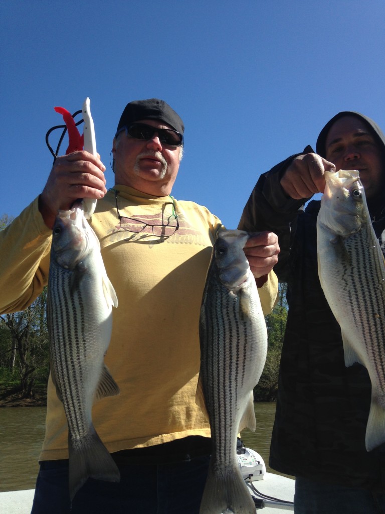 Triple Header Rockfish - Eastern NC Fishing Guide