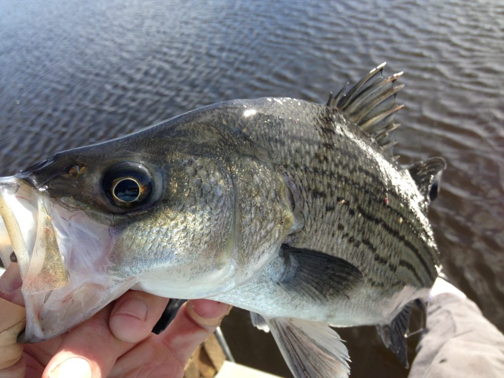 Sweet Water Lake - Eastern NC Fishing Guide