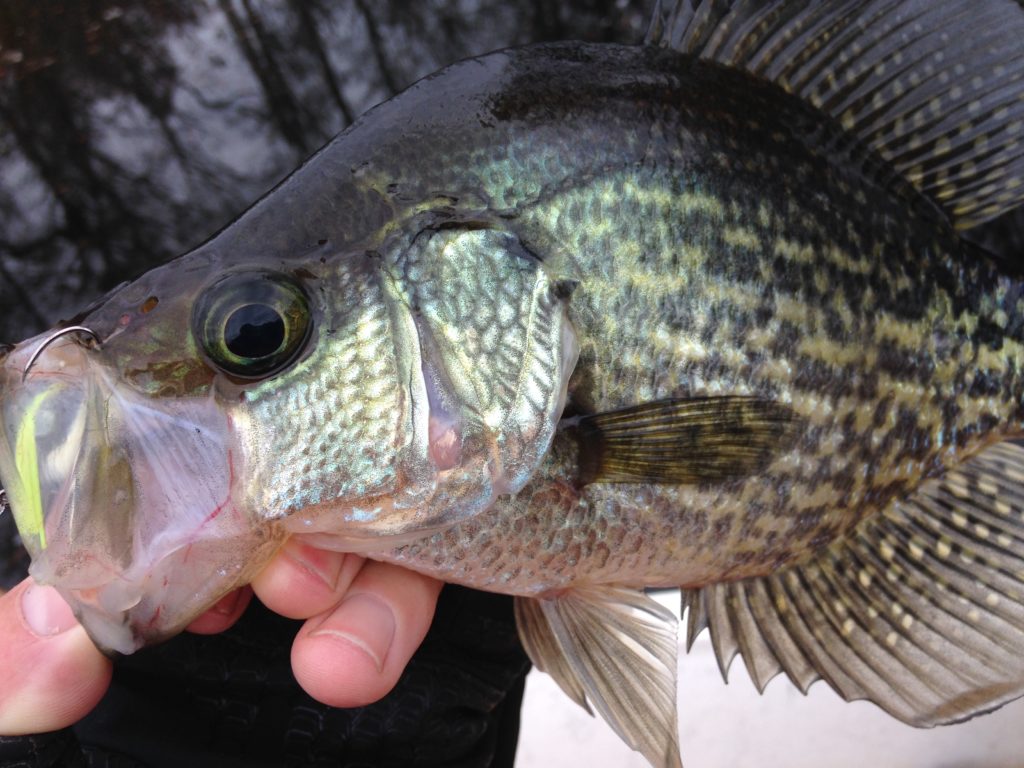 Tar River Crappie - Eastern NC Fishing Guide
