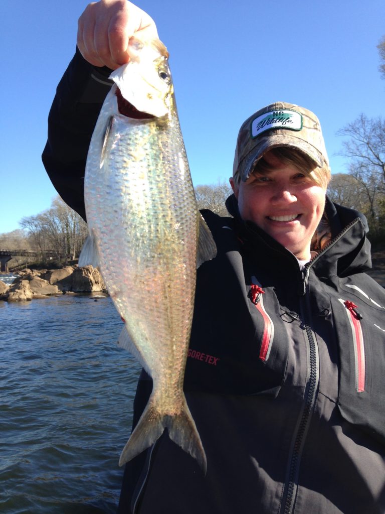 Roanoke River Shad Fishing - Eastern NC Fishing Guide