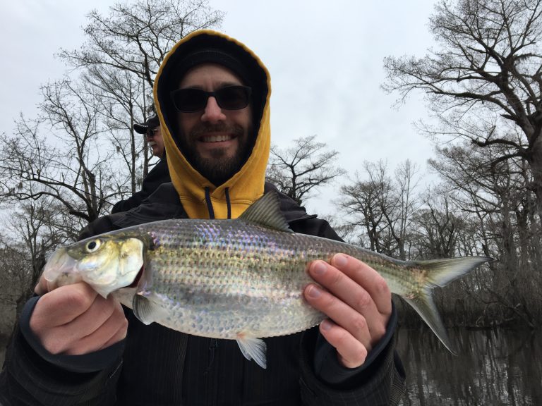 Double Shad, Hickory Shad, White Shad, Herring, Stripers - Eastern NC ...