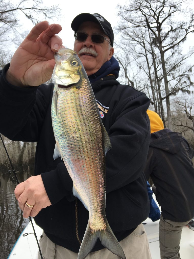 Double Shad, Hickory Shad, White Shad, Herring, Stripers - Eastern NC ...