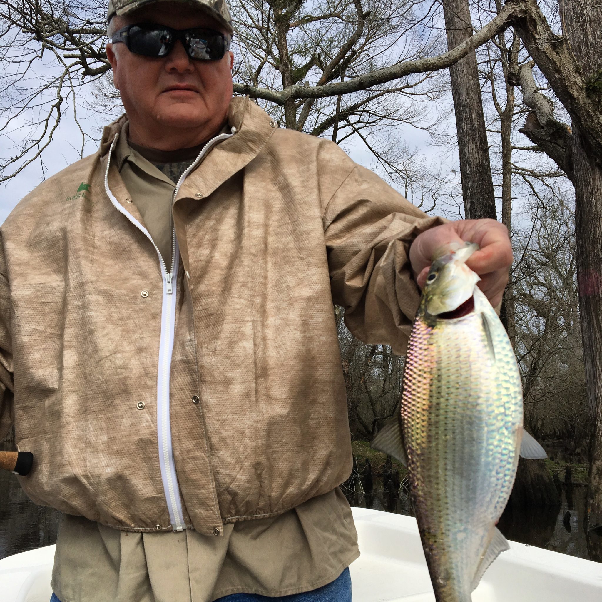 Double Shad, Hickory Shad, White Shad, Herring, Stripers - Eastern NC ...