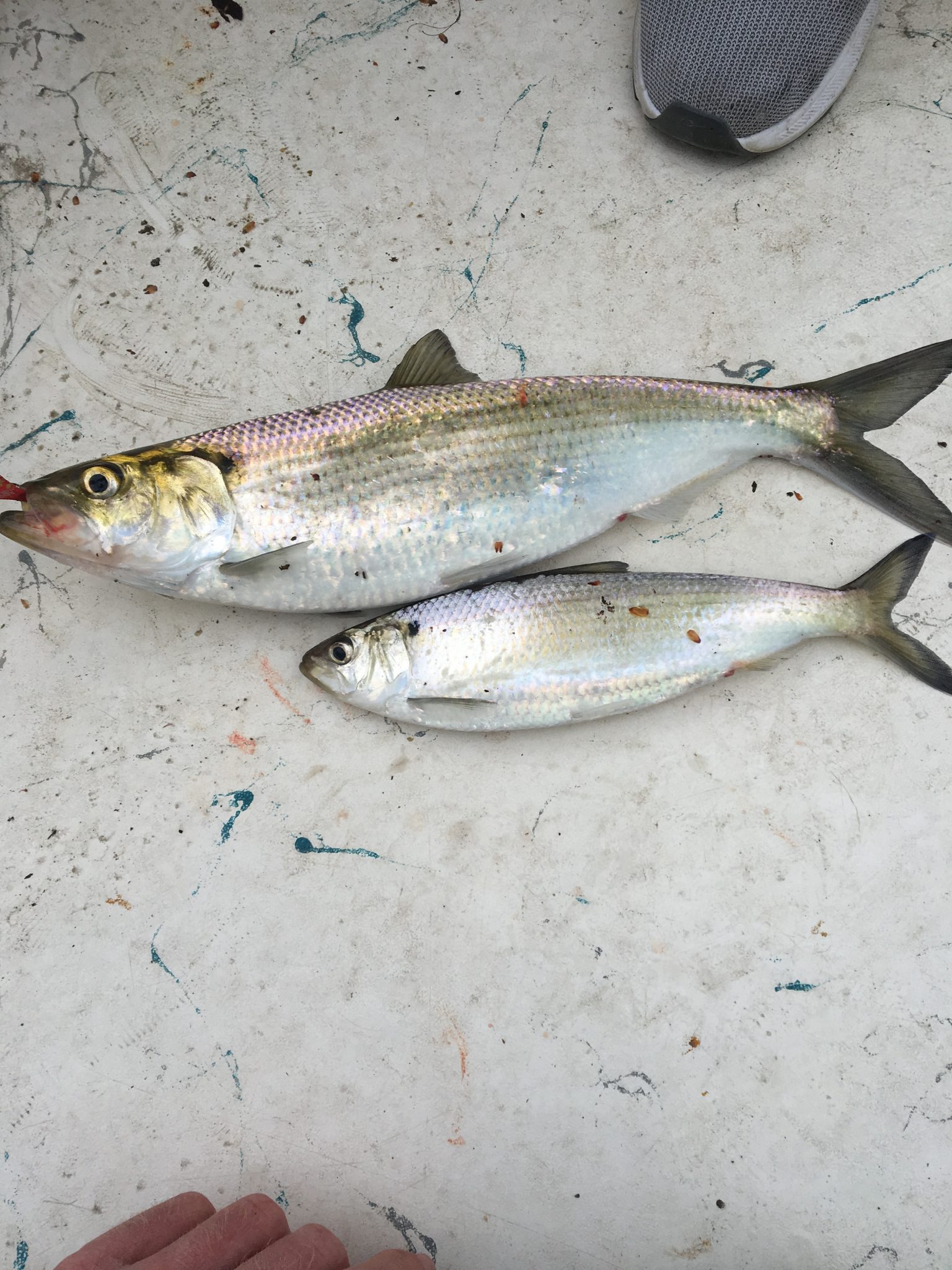 Neuse River Shad Fishing, Herring and White Shad - Eastern NC Fishing Guide