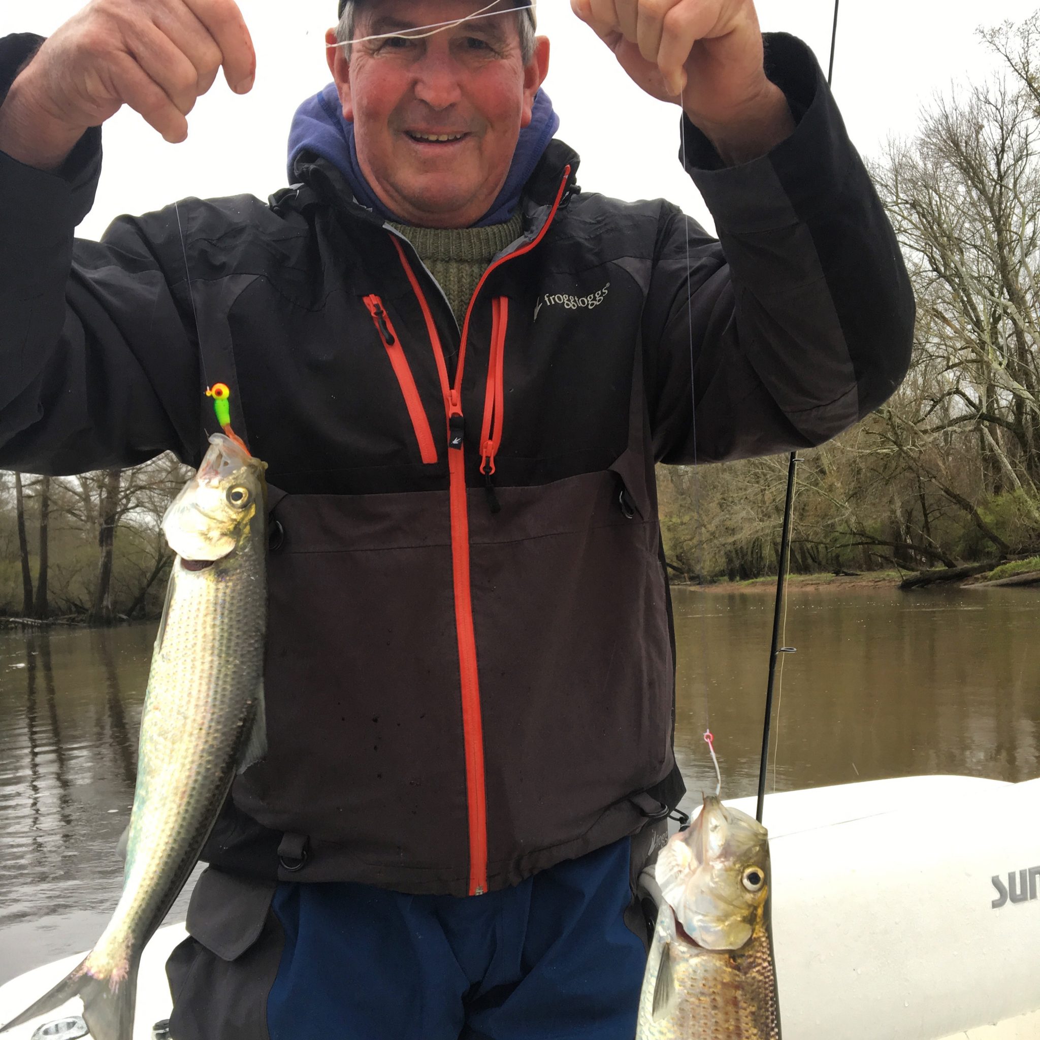 NC Shad Fishing, White Shad and Hickory Shad - Eastern NC Fishing Guide