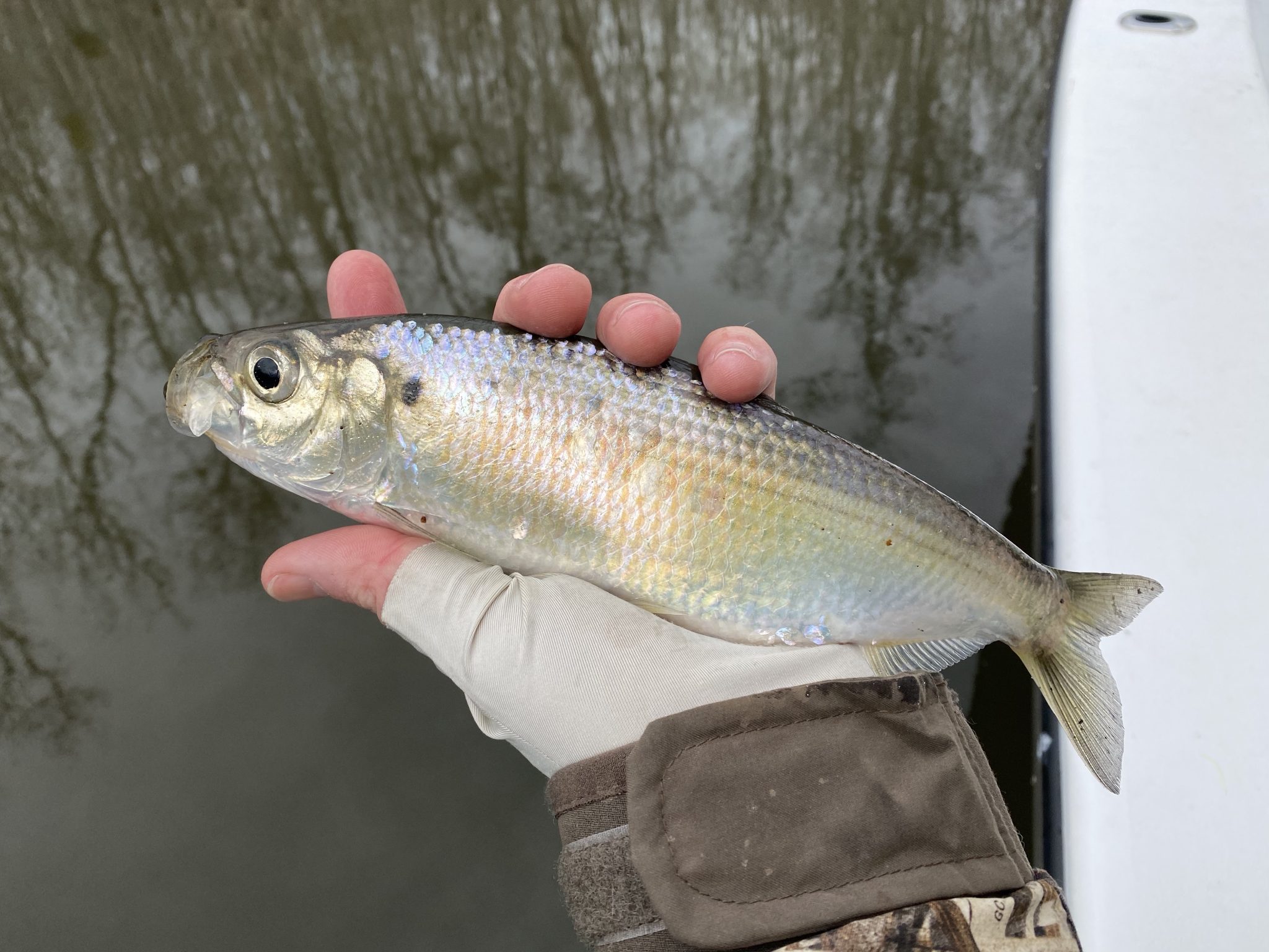 Shad Fishing The Roanoke River, Tar River and Neuse River - Eastern NC ...
