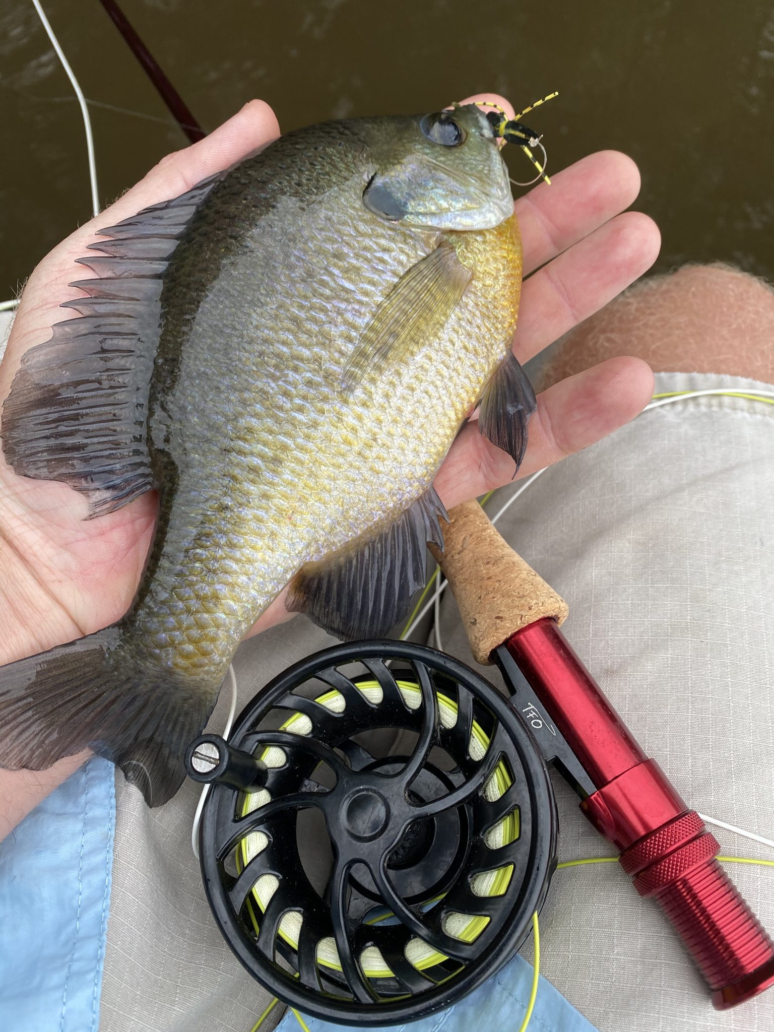 Tar River Bass & Bluegill - Eastern NC Fishing Guide