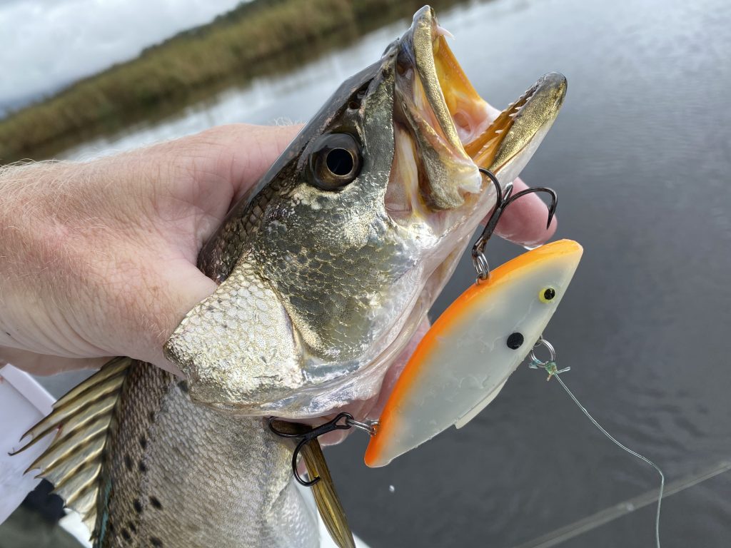 Top Water Trout, Rat-L-Trap Trout and Mixed Bag Action - Eastern NC ...