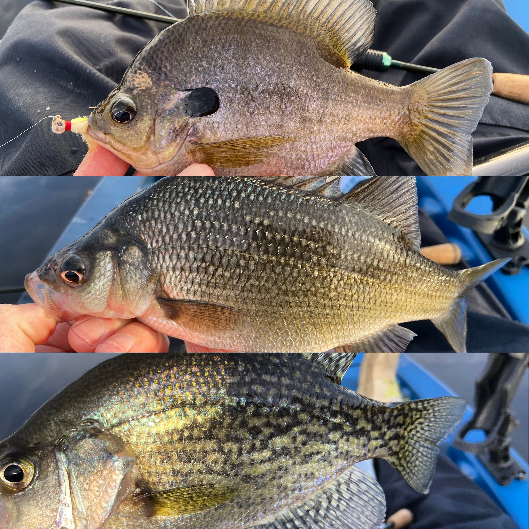Cold Weather Mix - Eastern NC Fishing Guide