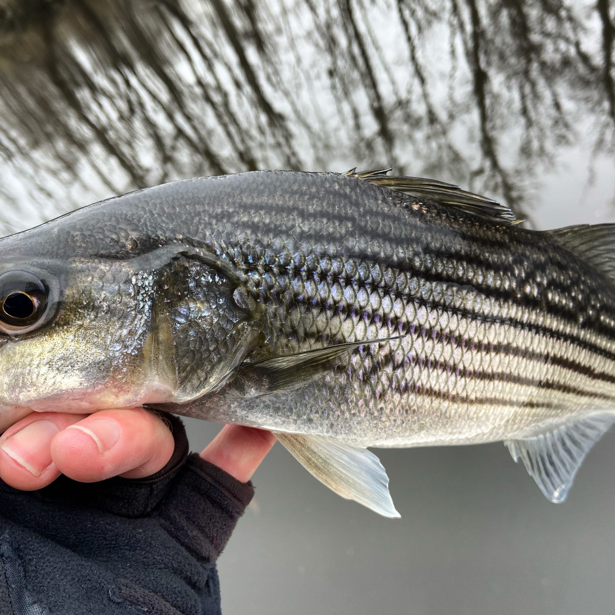 Stripers and Crappie - Eastern NC Fishing Guide