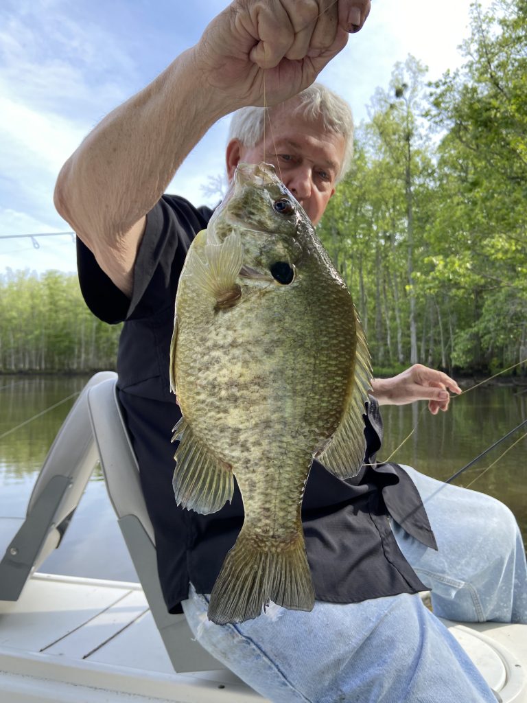 Redear Sunfish AKA Shellcracker Citation - Eastern NC Fishing Guide