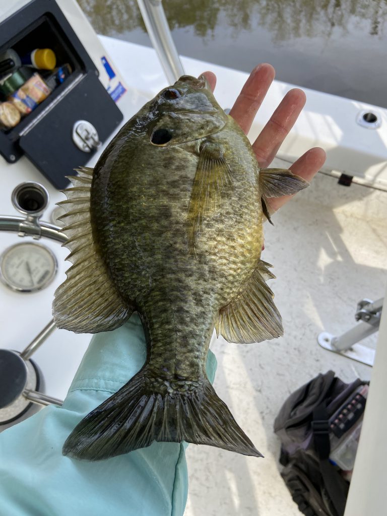 Redear Sunfish AKA Shellcracker Citation - Eastern NC Fishing Guide