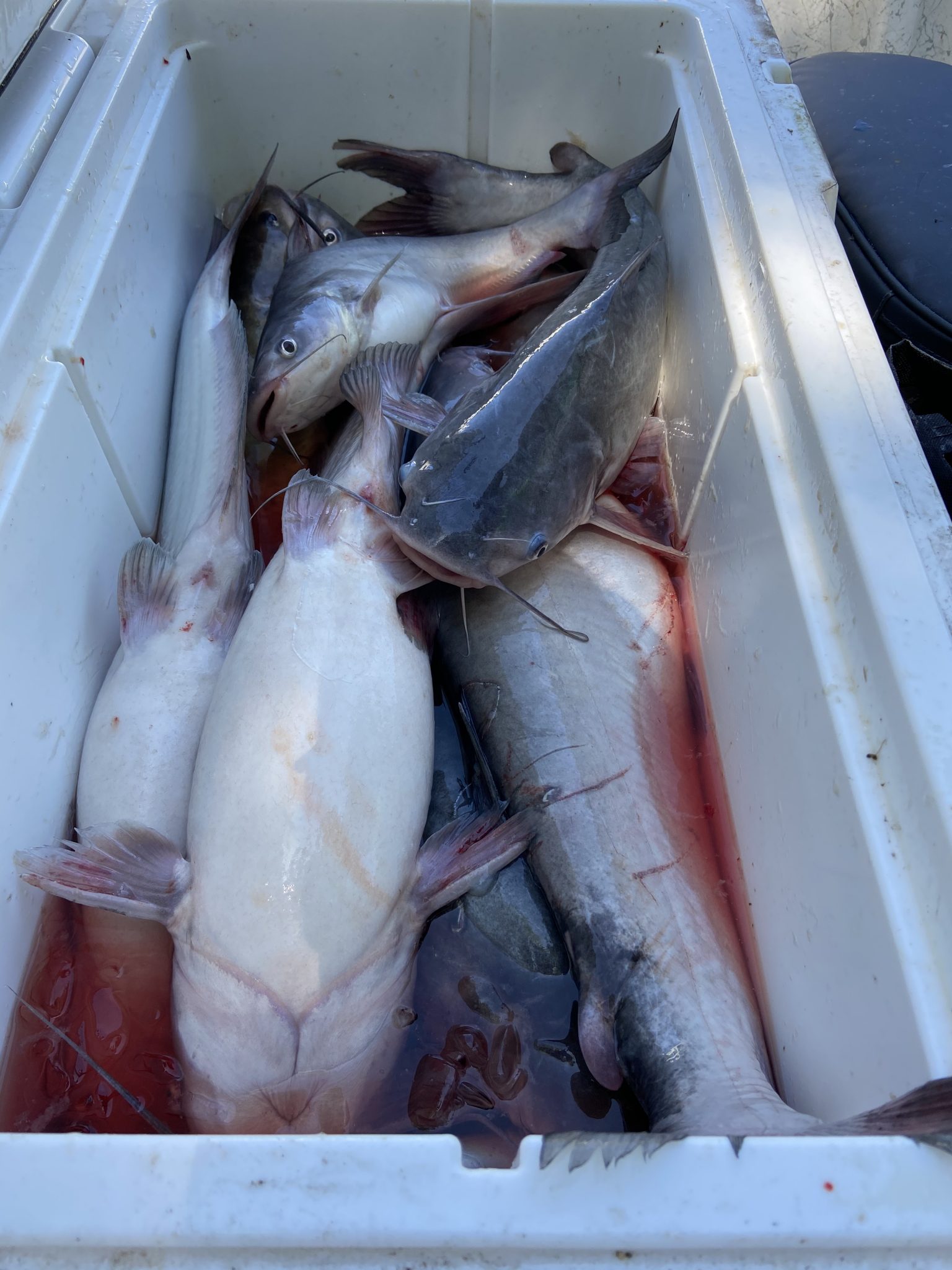 The Freshwater Cobia AKA Catfish - Eastern NC Fishing Guide
