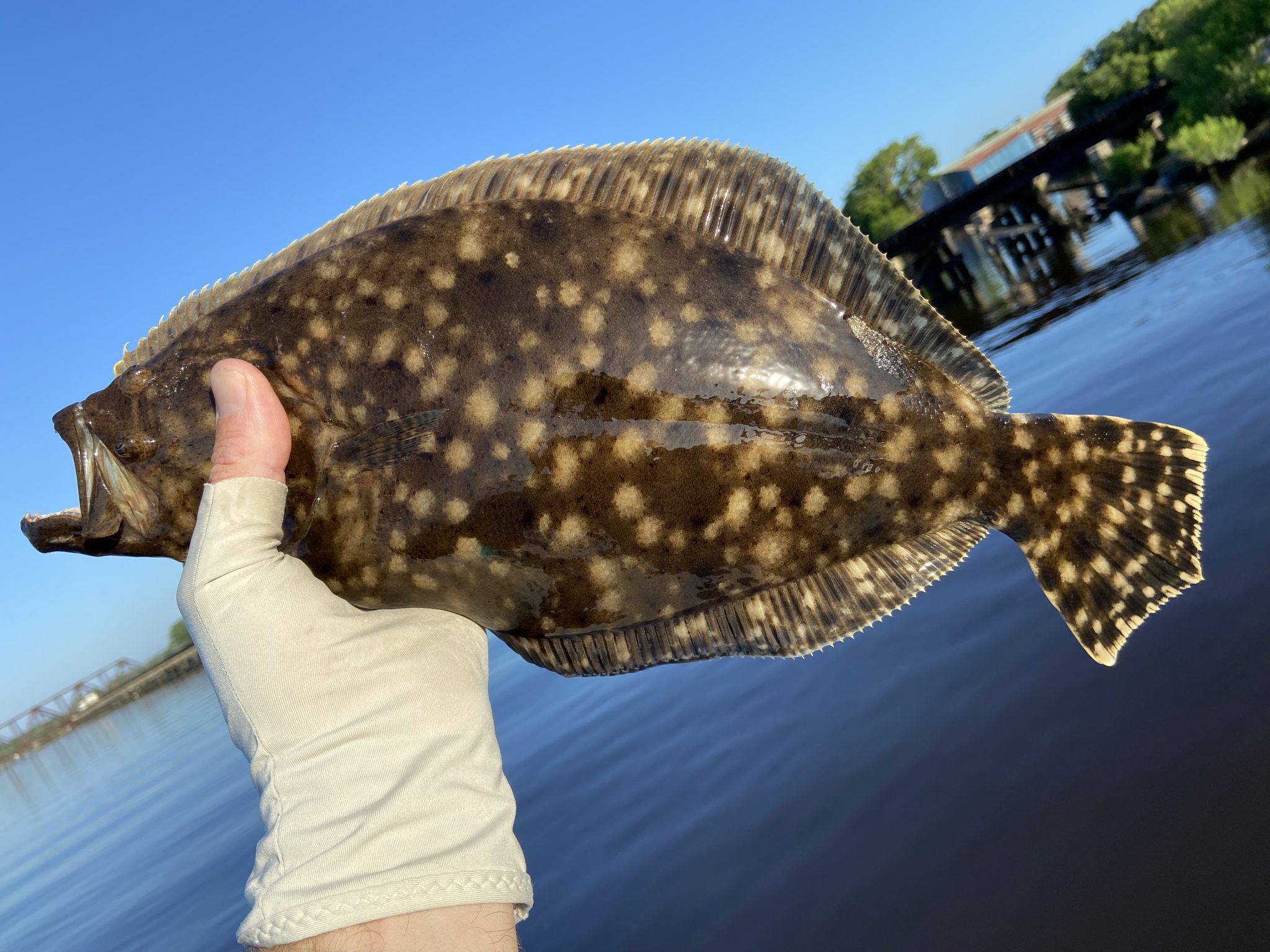 Tar / Pamlico River Report - Eastern NC Fishing Guide Tar / Pamlico River Report - Eastern NC Fishing Guide
