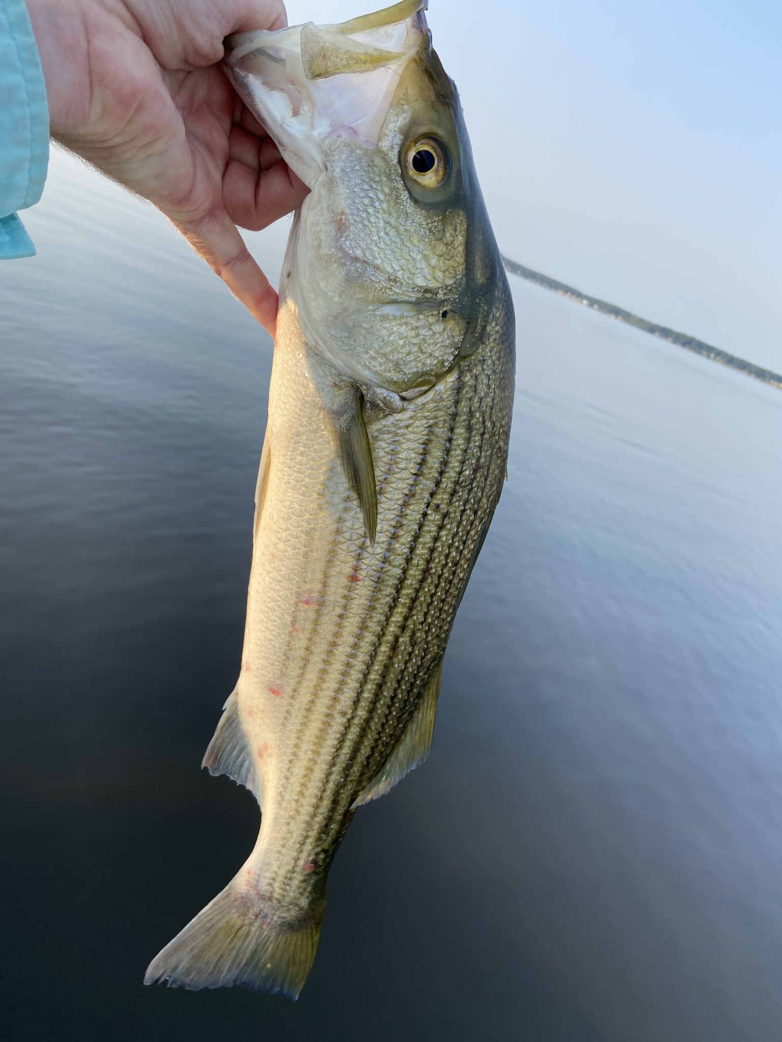 Pamlico River Stripers - Eastern NC Fishing Guide Pamlico River Stripers - Eastern NC Fishing Guide