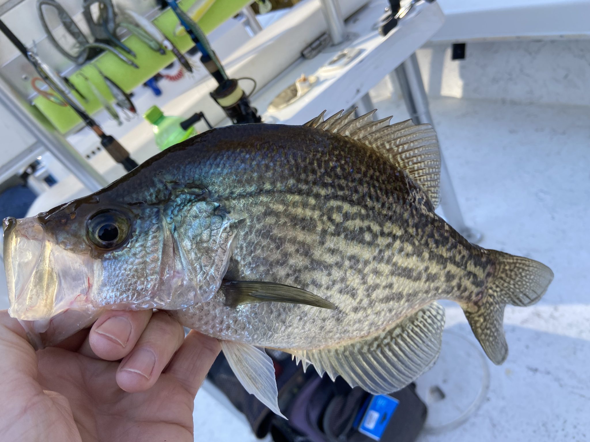 Eastern NC Crappie Guide - Eastern NC Fishing Guide