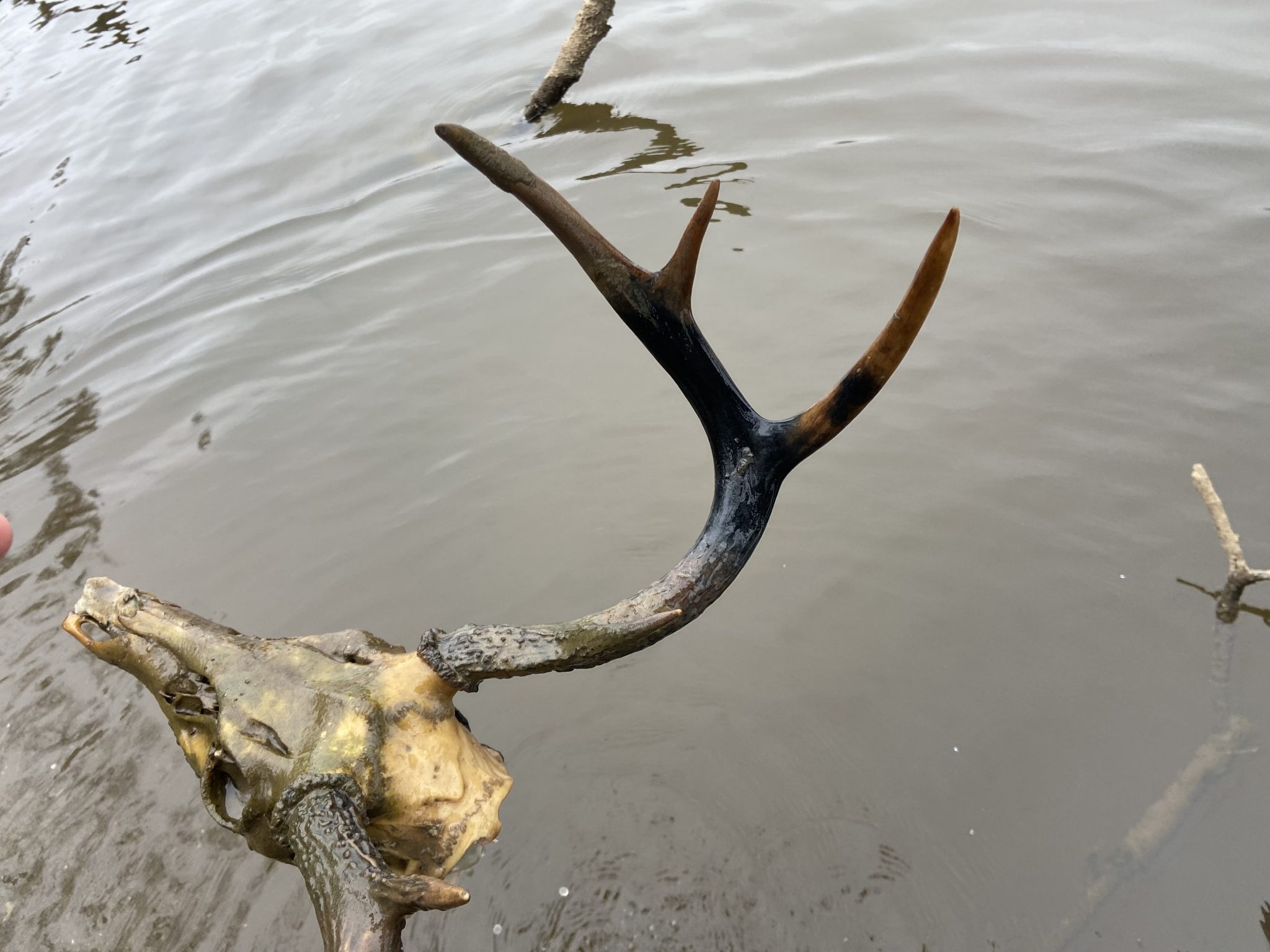 Another Buck! - Eastern NC Fishing Guide