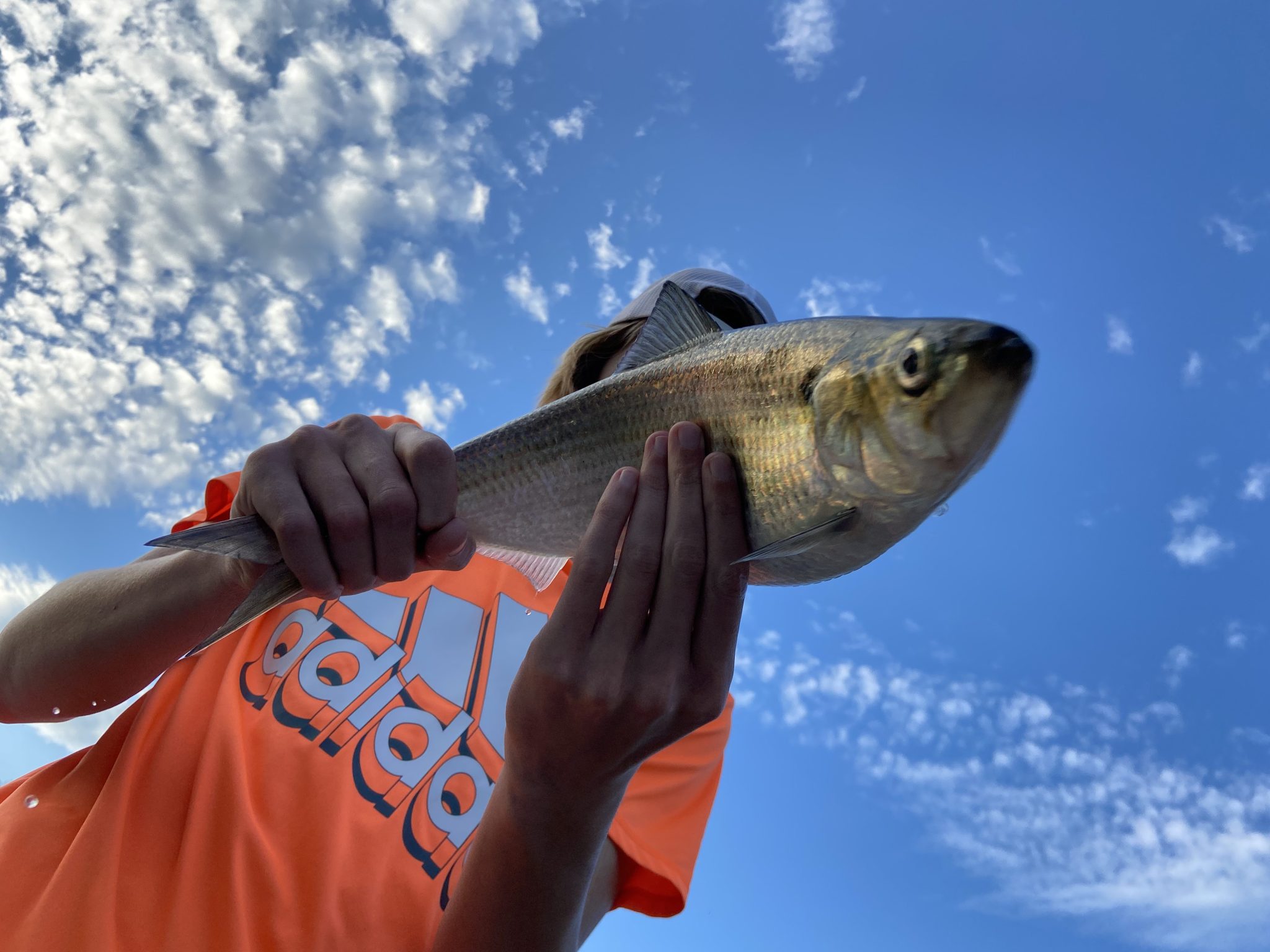 Shad Run 2022! - Eastern NC Fishing Guide