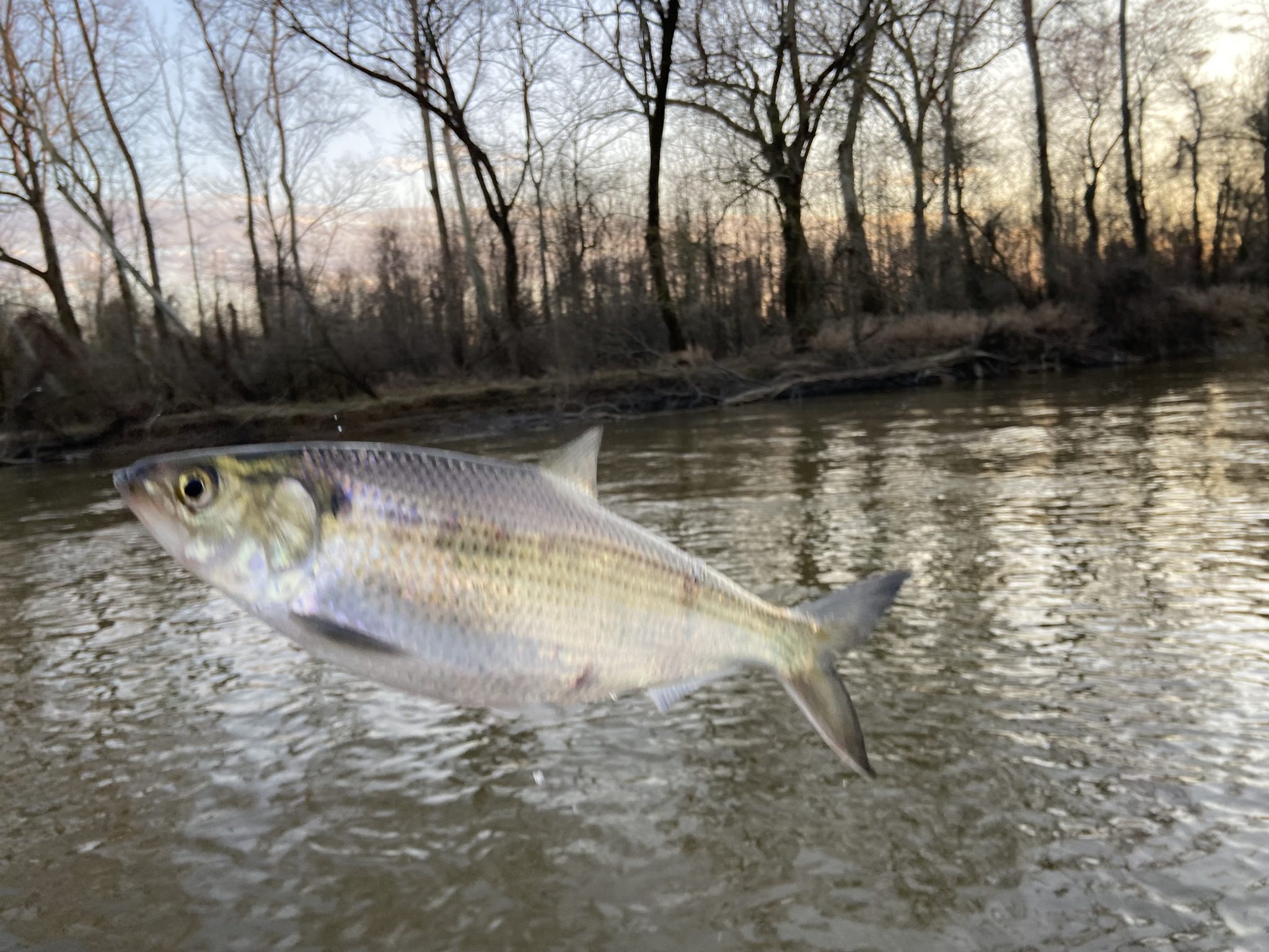 Shad Run 2022! - Eastern NC Fishing Guide