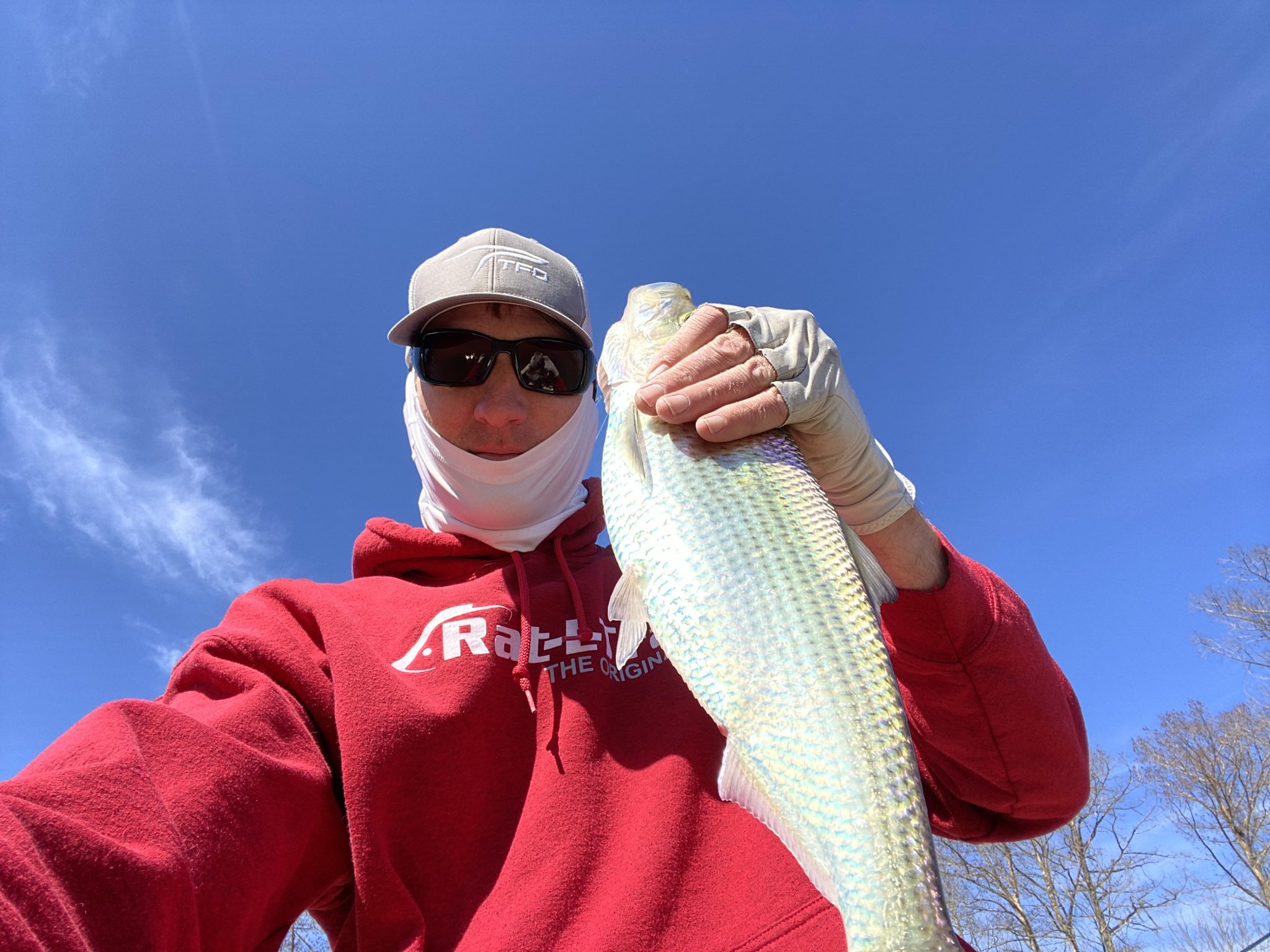 Good Run of White Shad - Eastern NC Fishing Guide