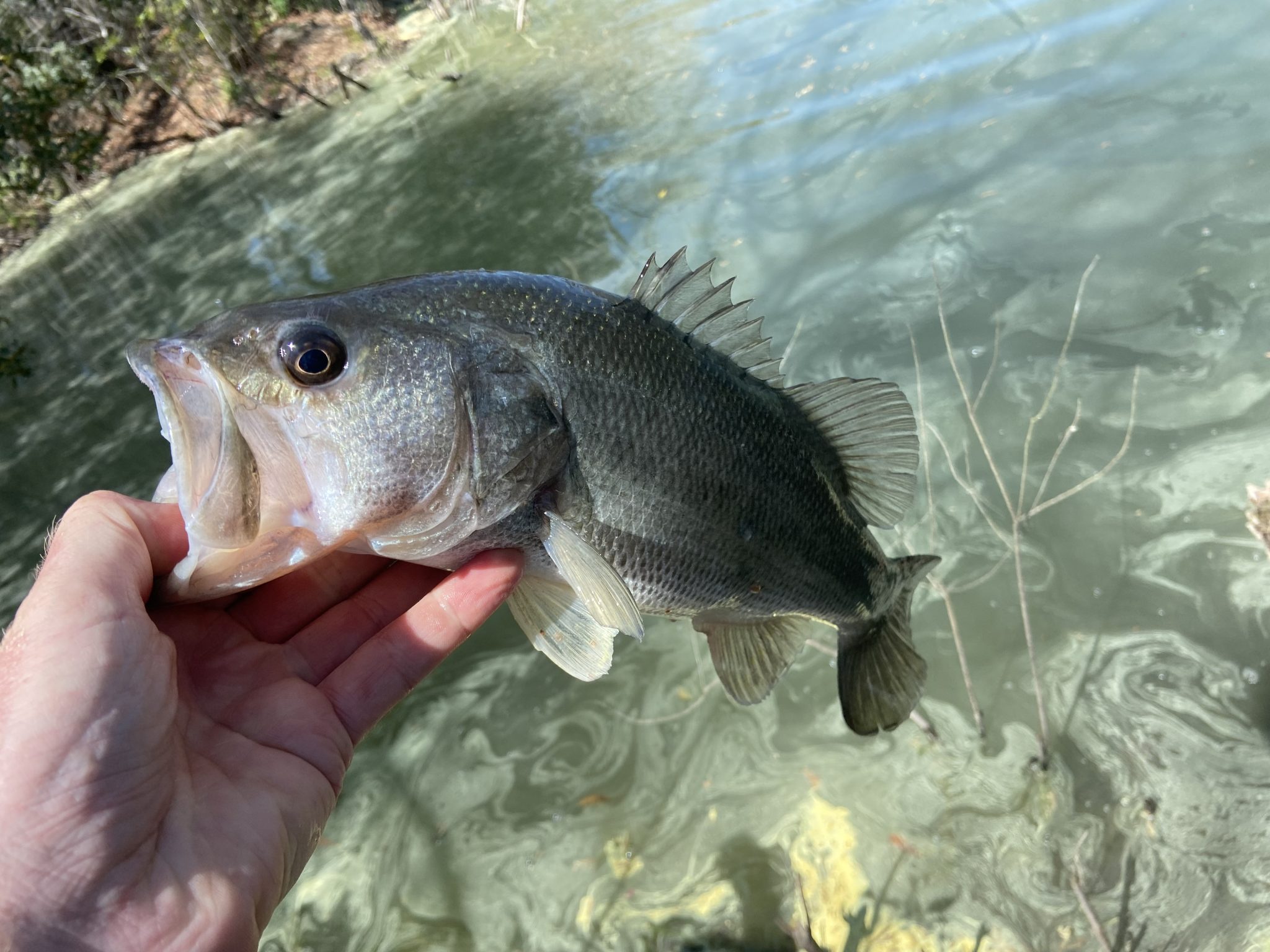 First Bass Bed of 2022 - Eastern NC Fishing Guide