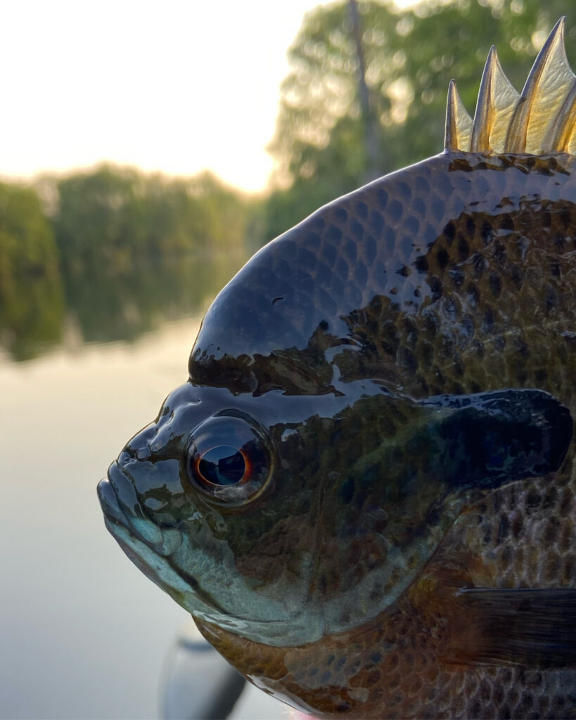 Bluegill On The Fly - Eastern NC Fishing Guide