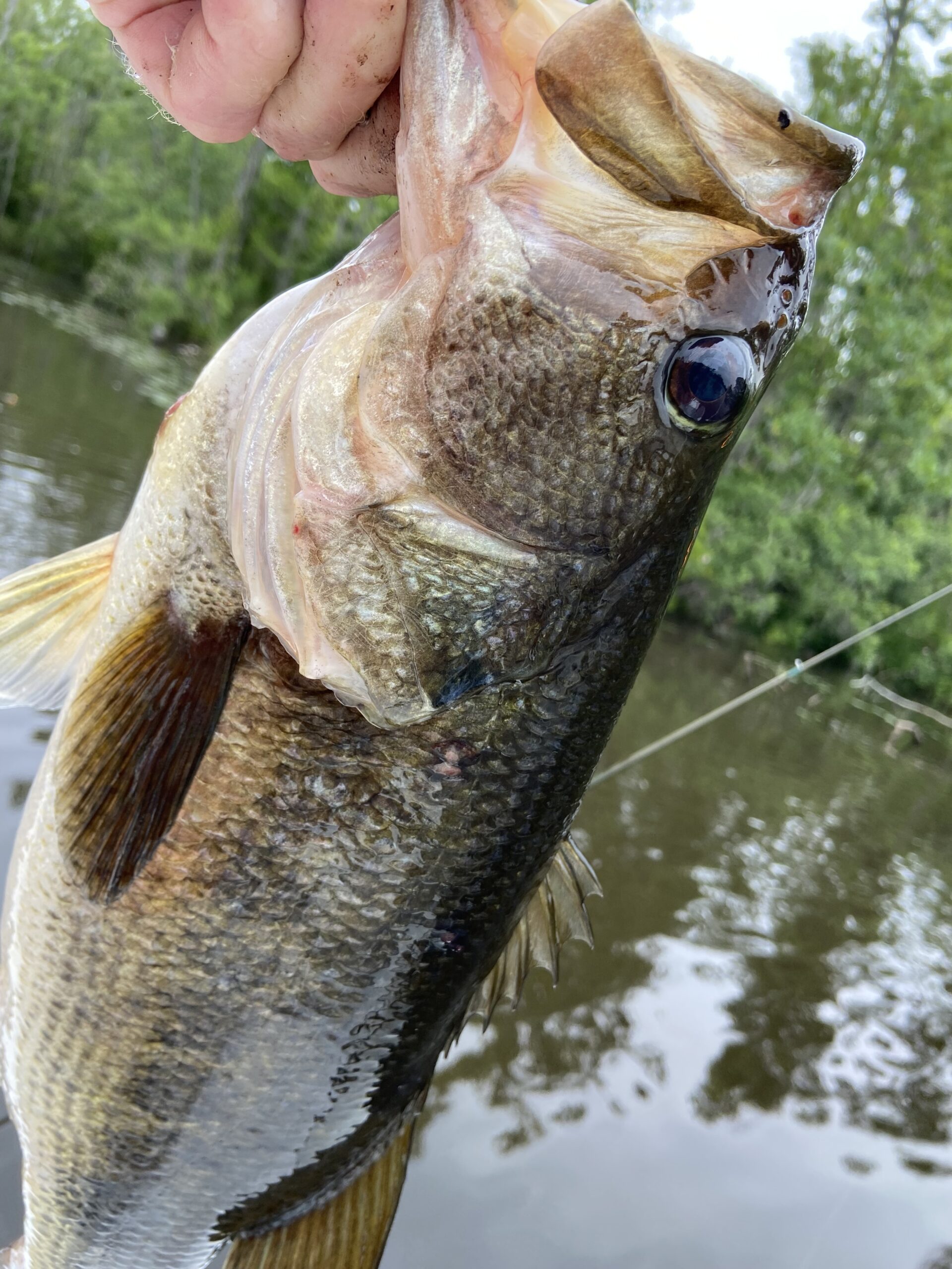 Tar River Bass Fishing Guide - Eastern NC Fishing Guide